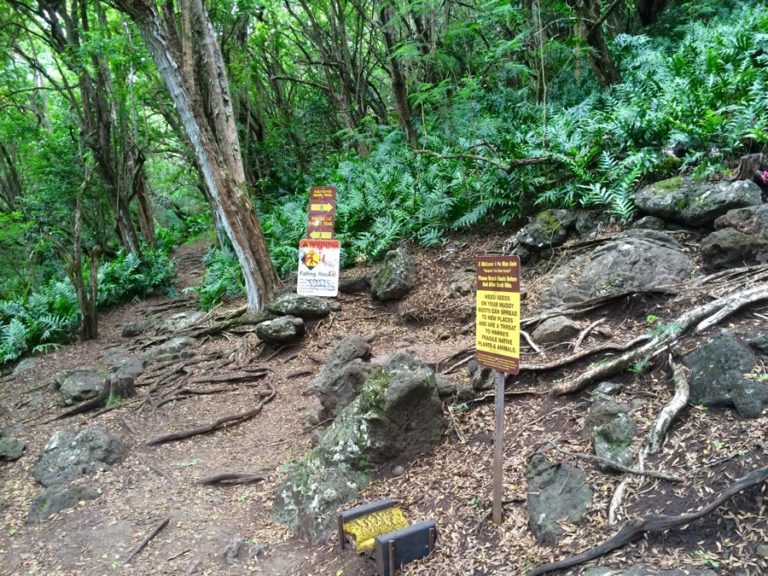 Kuli'ou'ou Ridge Trail - Oahu, Hawaii Hike